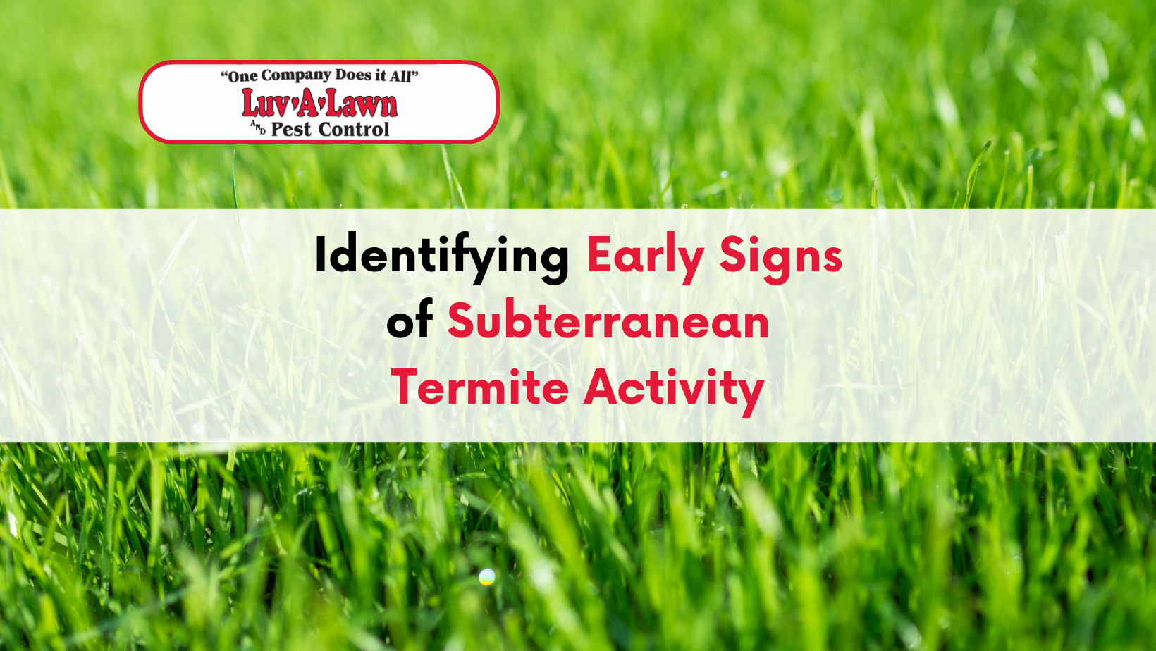 Identifying Early Signs of Subterranean Termites - Luv-A-Lawn