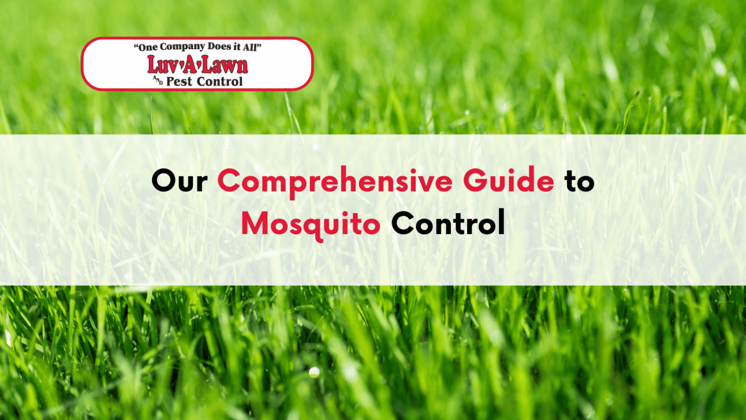 Solving Common Mosquito Problems in Backyards - Luv A Lawn