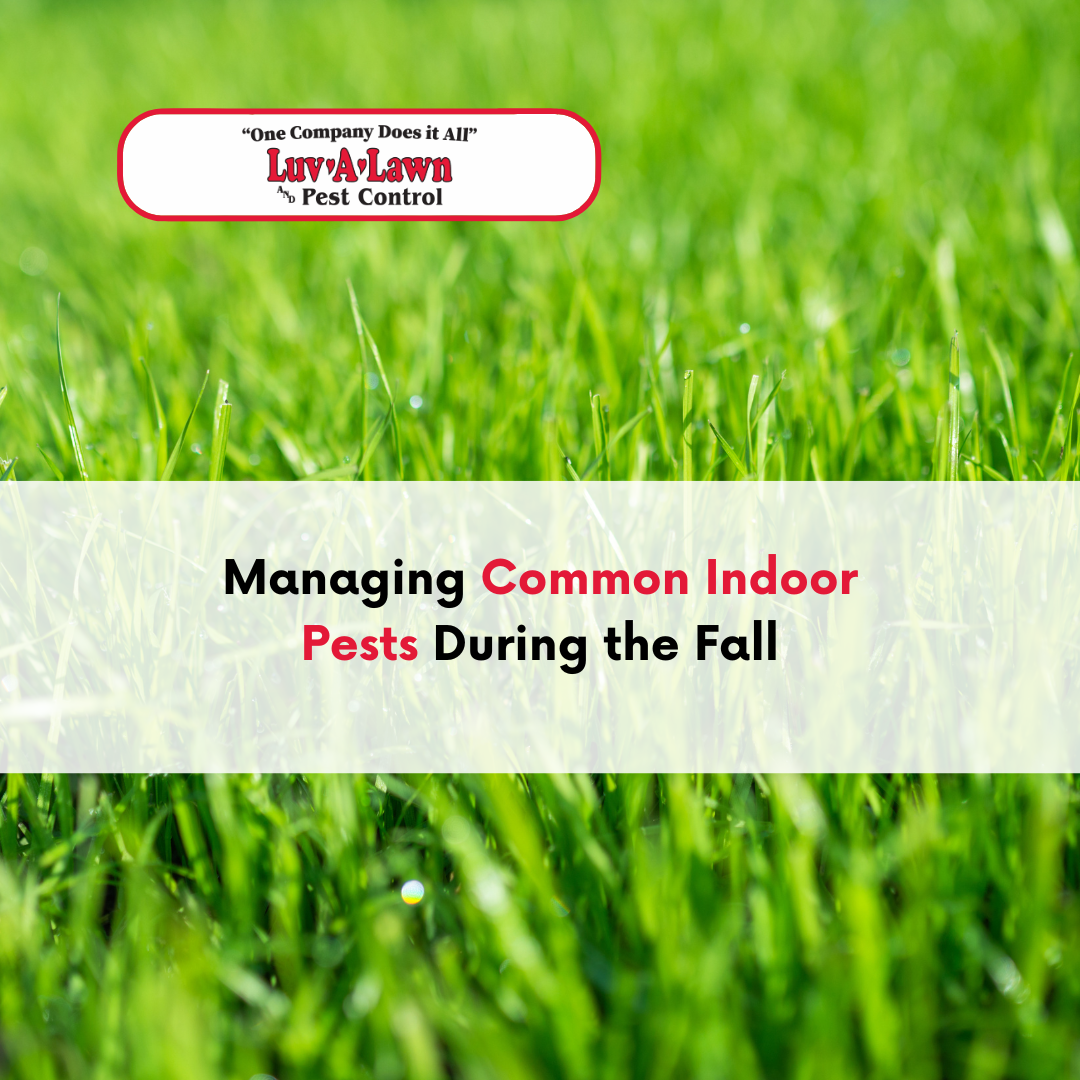 Managing Common Indoor Pests During the Fall - Luv A Lawn