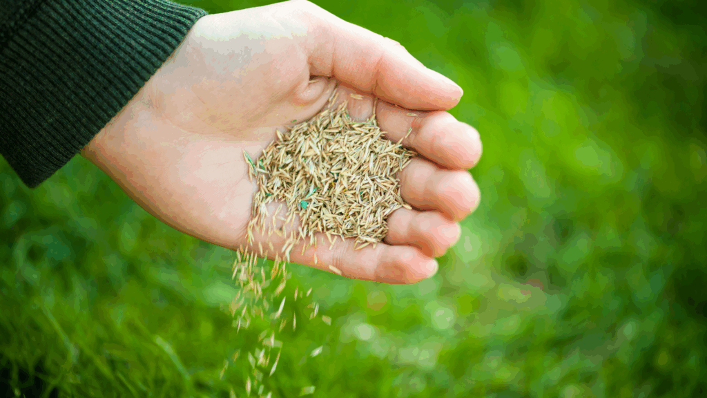 Preparing Your Lawn for Fall: Essential Tips for Central Florida - Luv ...