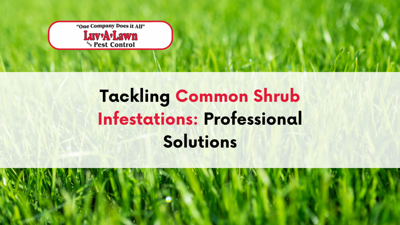 Expert Shrub Pest Control Solutions - Luv A Lawn