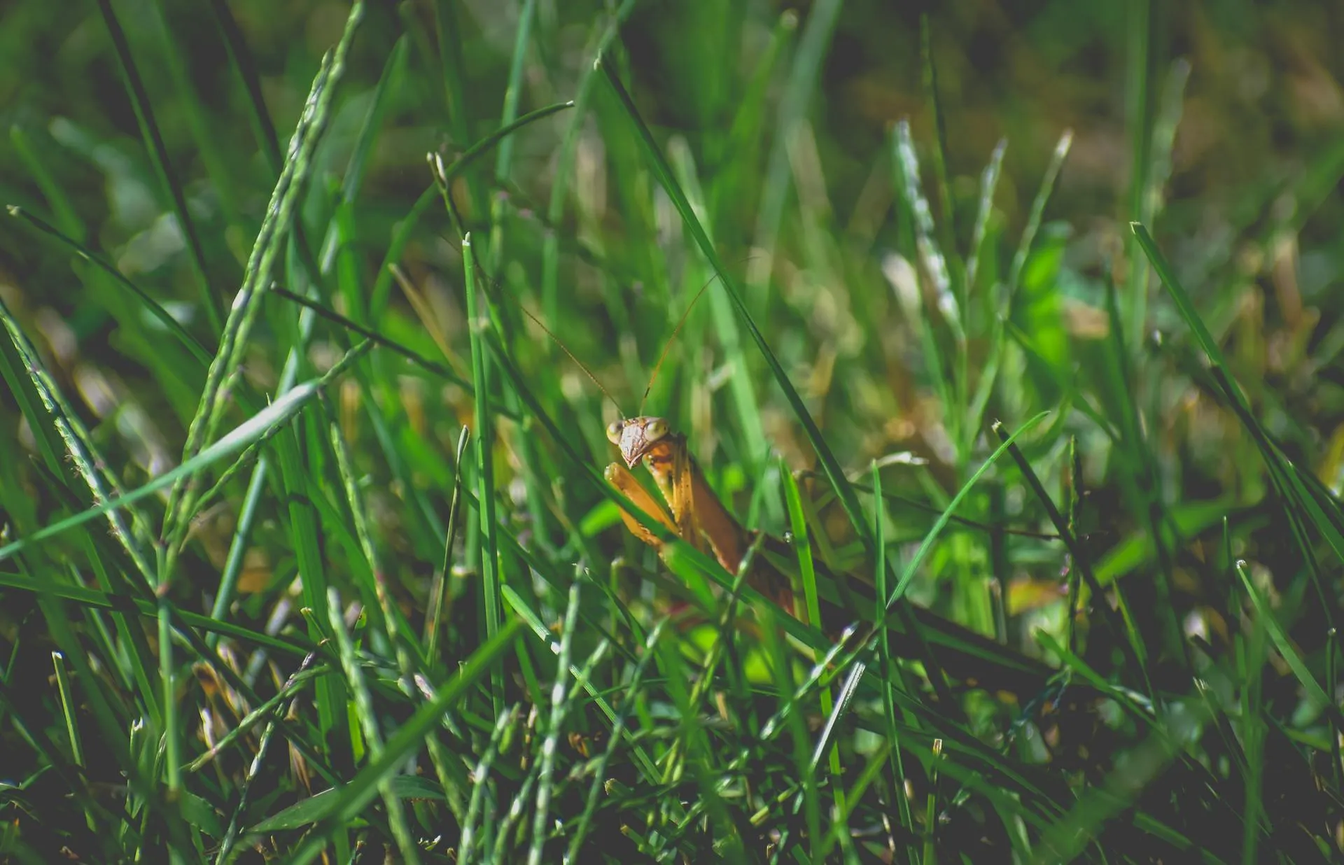 What Summer Weather Creates Florida Lawn Pests? - Luv A Lawn