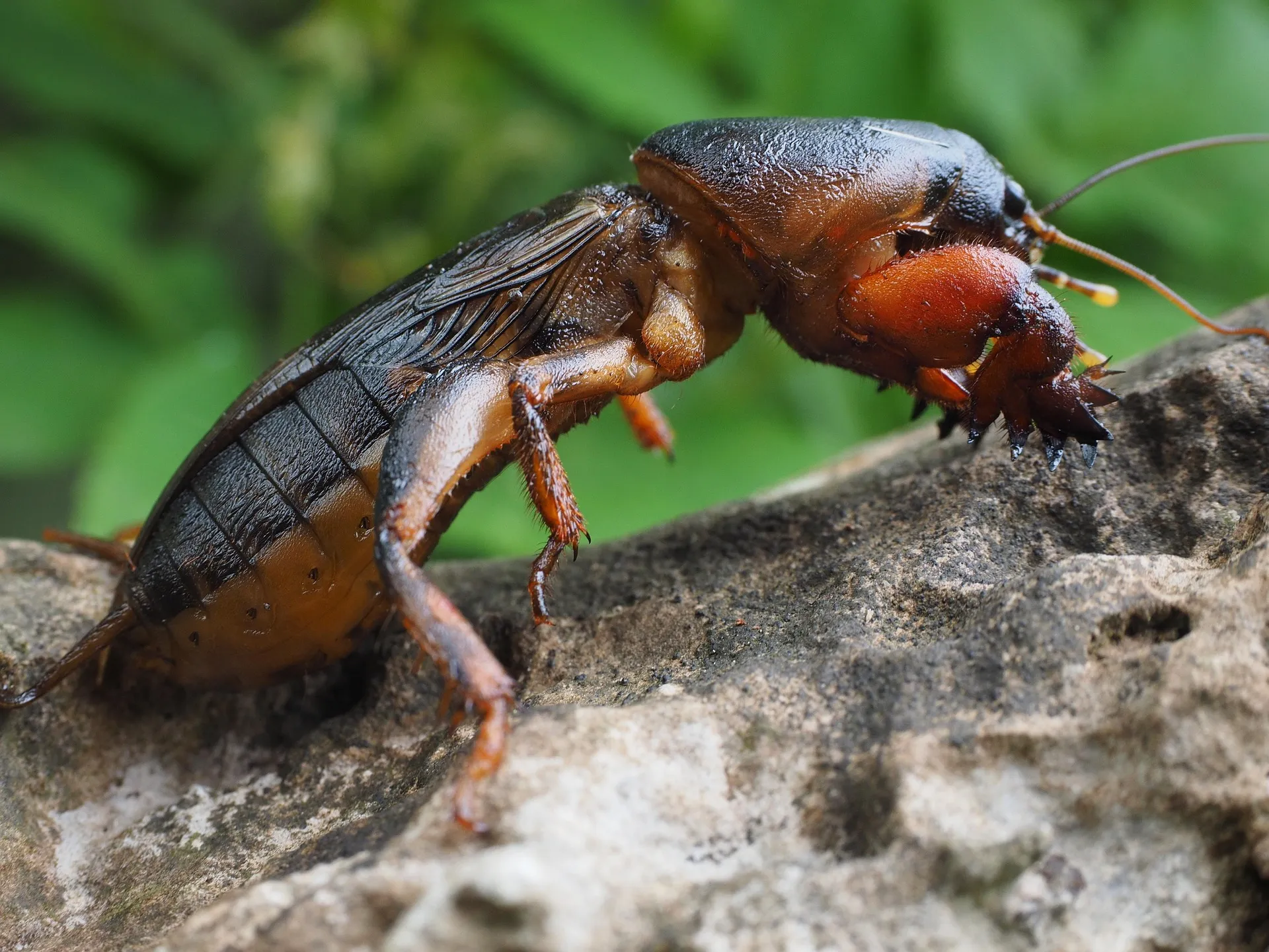 How to Identify, Prevent, and Get Rid of Mole Crickets in Your Lawn - Luv A Lawn